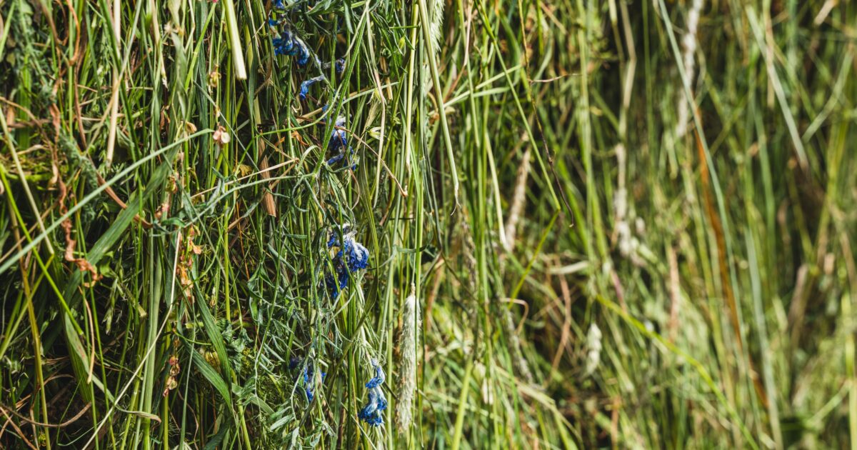 Gras als grondstof voor plaatmateriaal | Regio Noord-Limburg